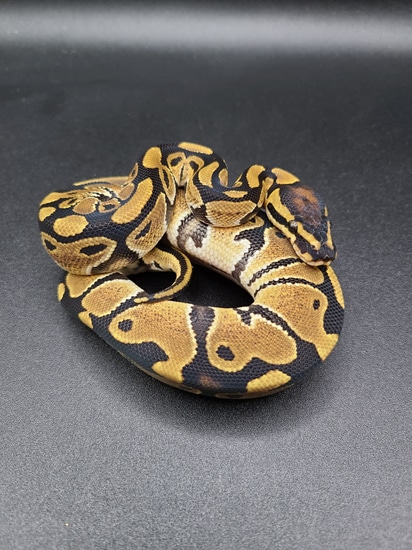 Blade Het Clown Ball Python by Celtic Balls LLC