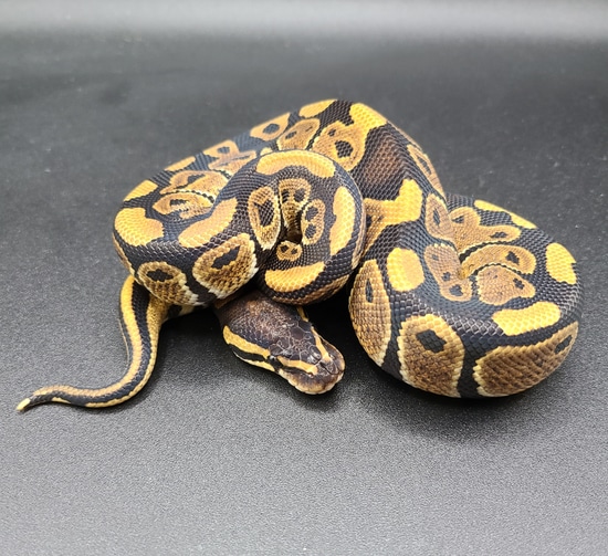 Het Ultramel Ball Python by Celtic Balls LLC