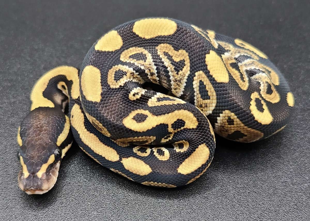 Mystic/Phantom Ball Python by Celtic Balls LLC - MorphMarket