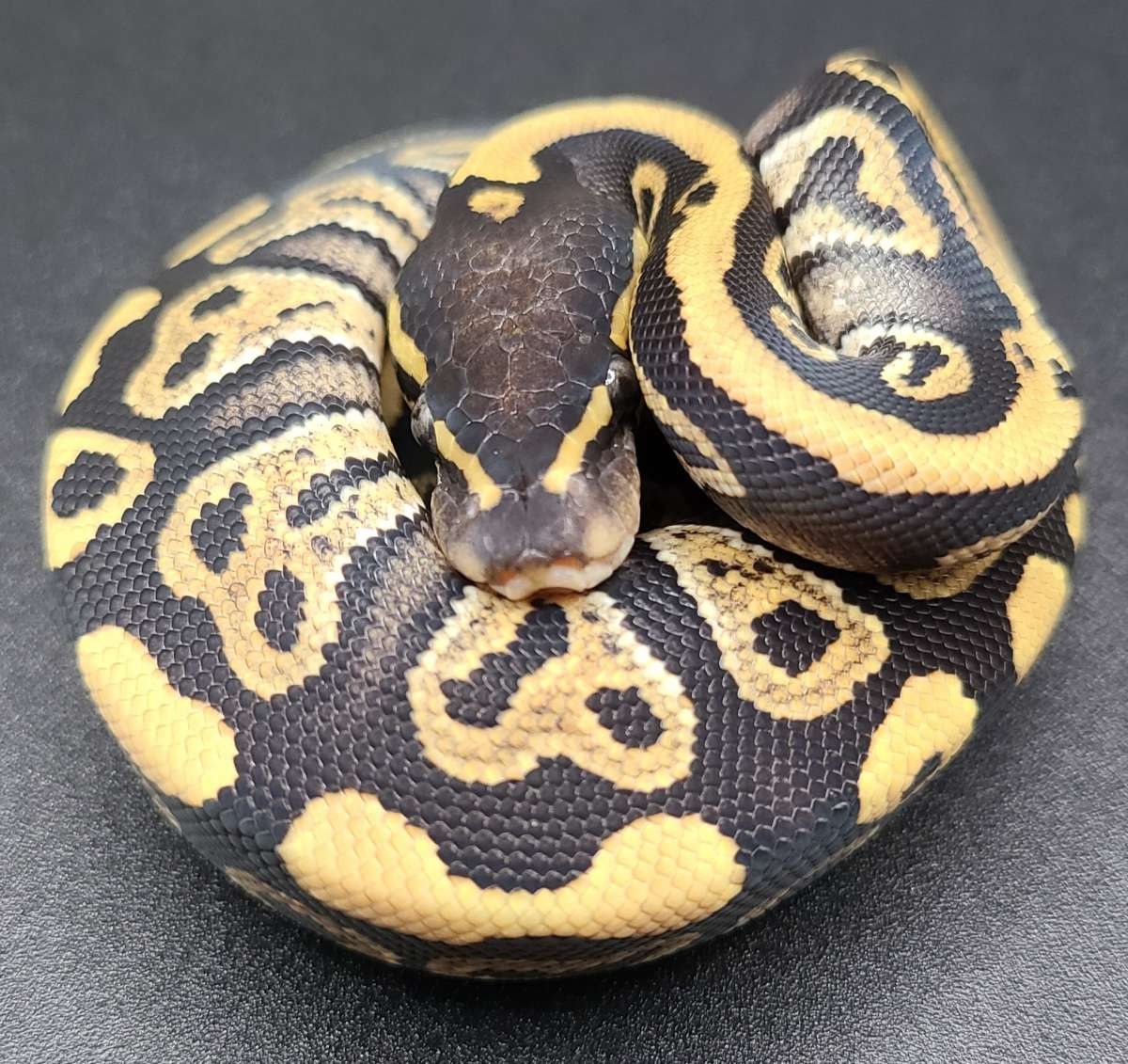 Mystic/Phantom Ball Python by Celtic Balls LLC - MorphMarket