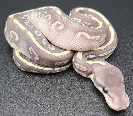 Mystic Phantom Ball Python by Celtic Balls LLC