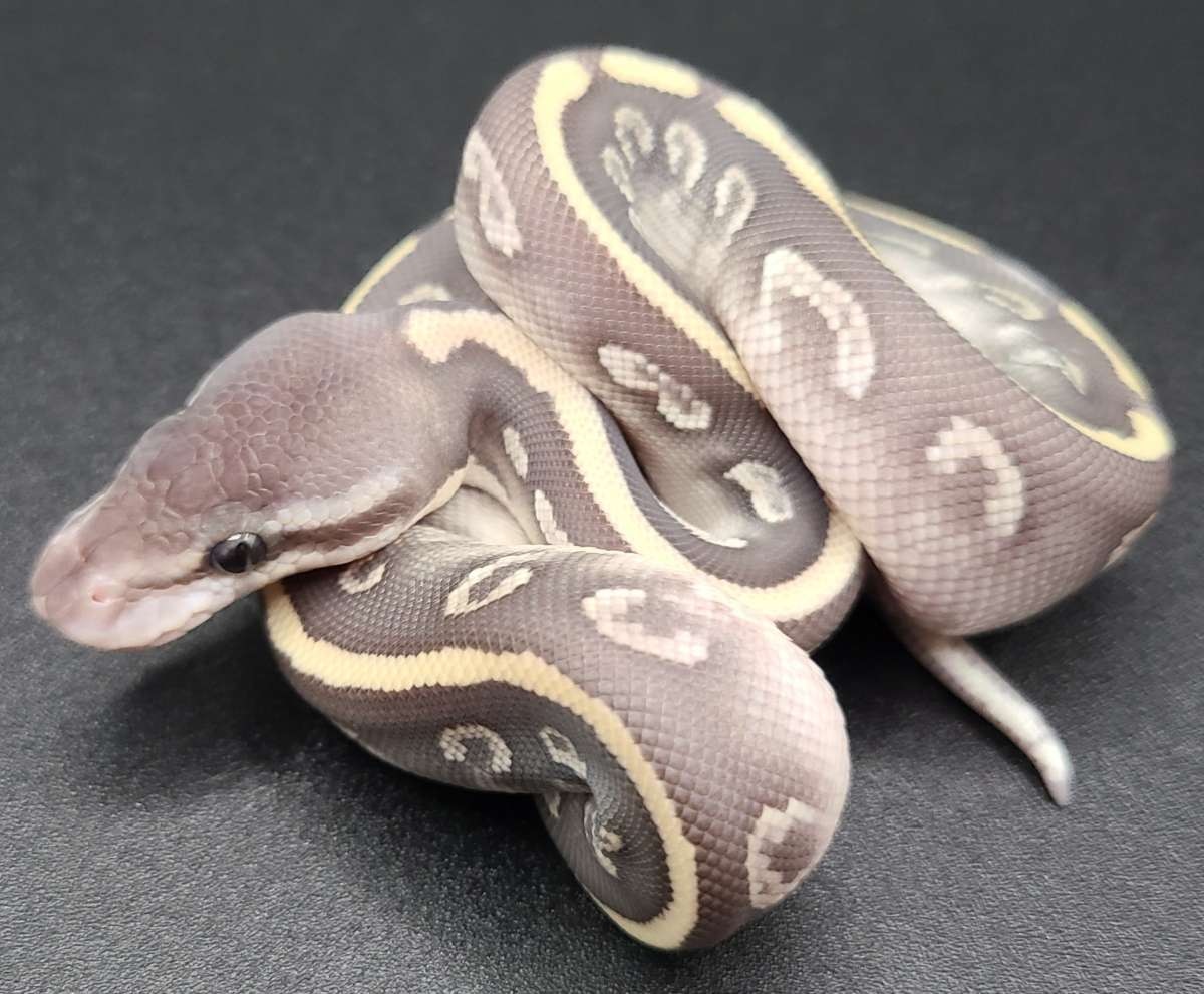 Mystic Phantom Ball Python by Celtic Balls LLC - MorphMarket
