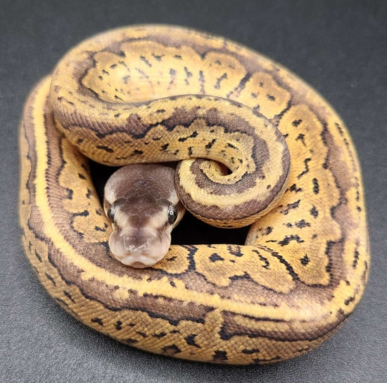 Pastel Pinstripe Blackhead Ball Python by Celtic Balls LLC