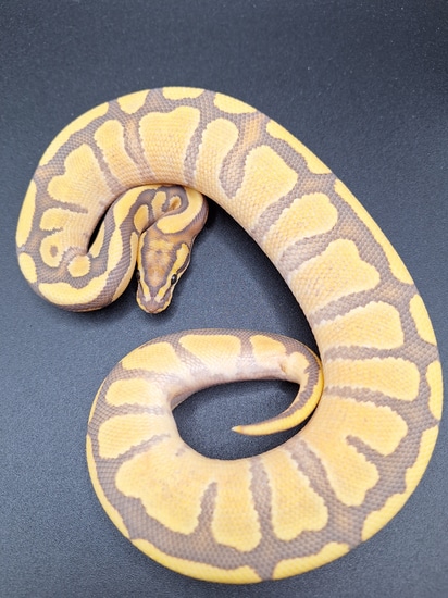 Nr Mandarin Enchi Vanilla Hypo Ball Python by Celtic Balls LLC