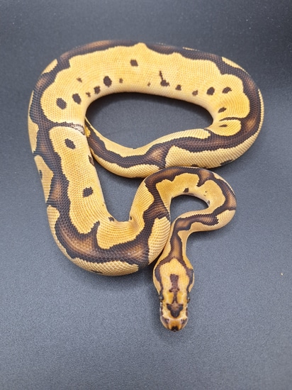 Vanilla Clown Poss Motley Ball Python by Celtic Balls LLC