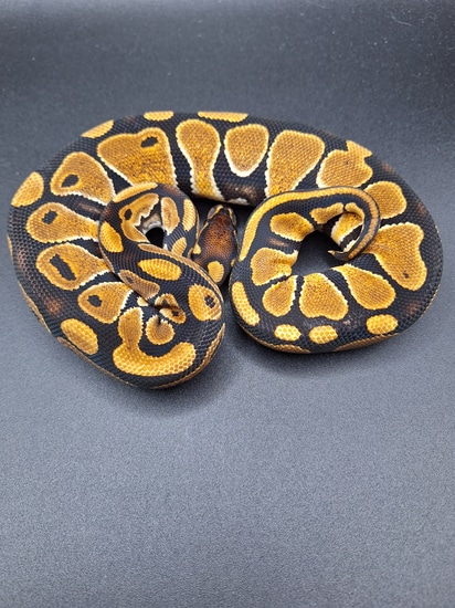 Nr Mandarin 66% Het Hypo Ball Python by Celtic Balls LLC