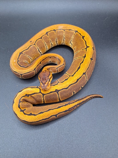 Super Nr Mandarin Pinstripe Het Hypo Ball Python by Celtic Balls LLC