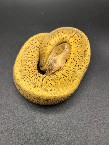 Super Pastel Acid Chocolate Pinstripe Ball Python by Celtic Balls LLC