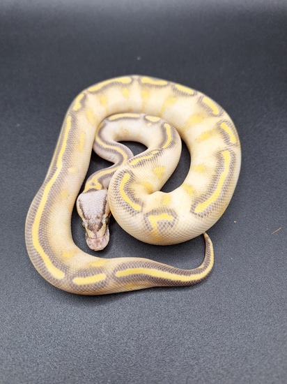 Pastel Highway Ball Python by Celtic Balls LLC