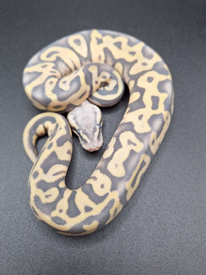 Super Pastel Vanilla Leopard Desert Ghost Hypo Ball Python by Celtic ...