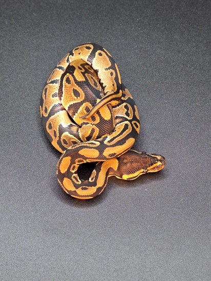 Nr Mandarin Het Clown Ball Python by Celtic Balls LLC