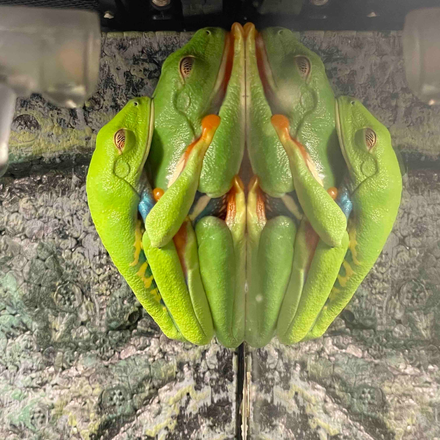 Red Eye Tree Frogs Red-Eyed Tree Frog by Geoffrey's Frog Farm, Llc ...