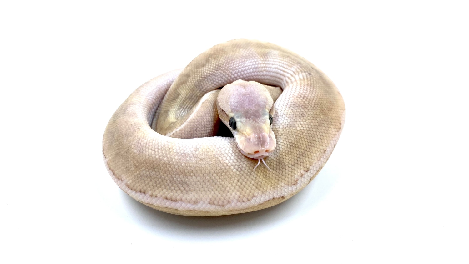 Lesser Or Butter Pinstripe Pastel GHI Ball Python by Afterlife Reptiles ...