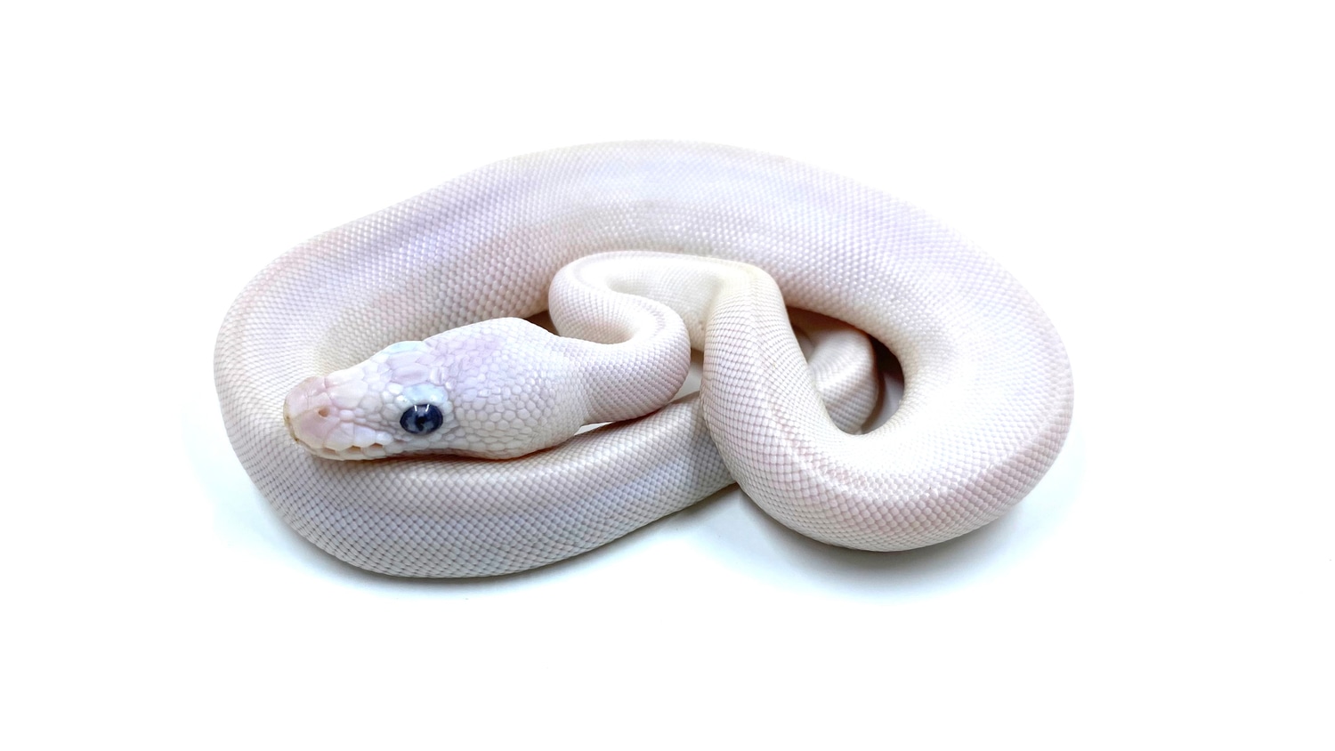 Butter Lesser POS GHI Pinstripe Pastel Ball Python by Afterlife ...