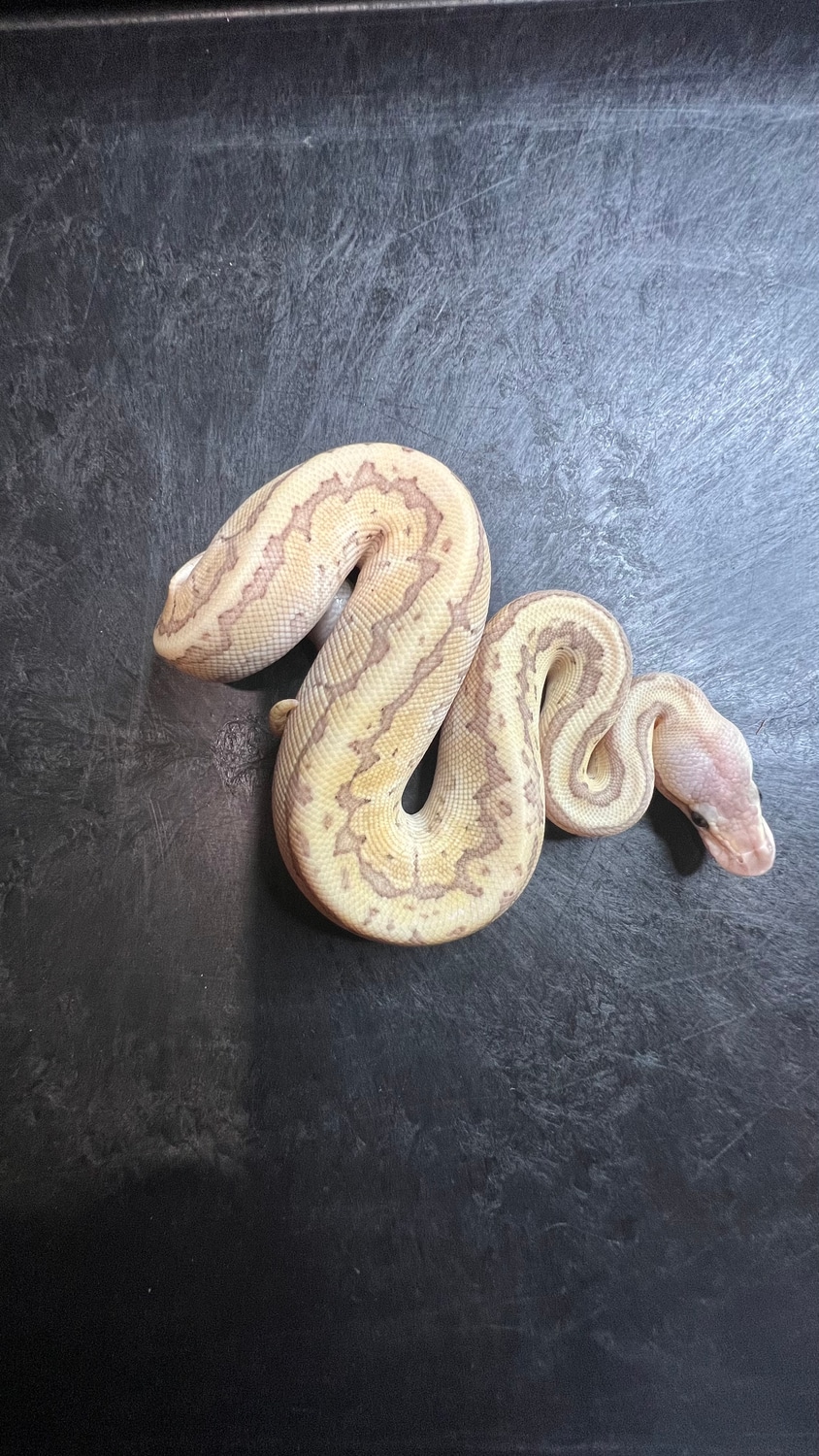 Male Pastel Pinstripe Butter Or Lesser Ball Python by Afterlife ...