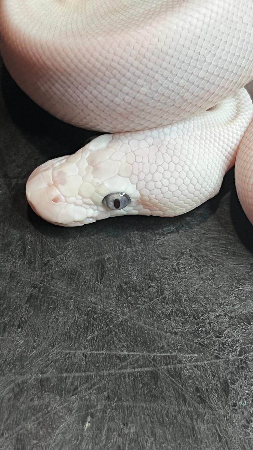 Butter Lesser Pos Ghi Pinstripe Pastel Ball Python by Afterlife ...