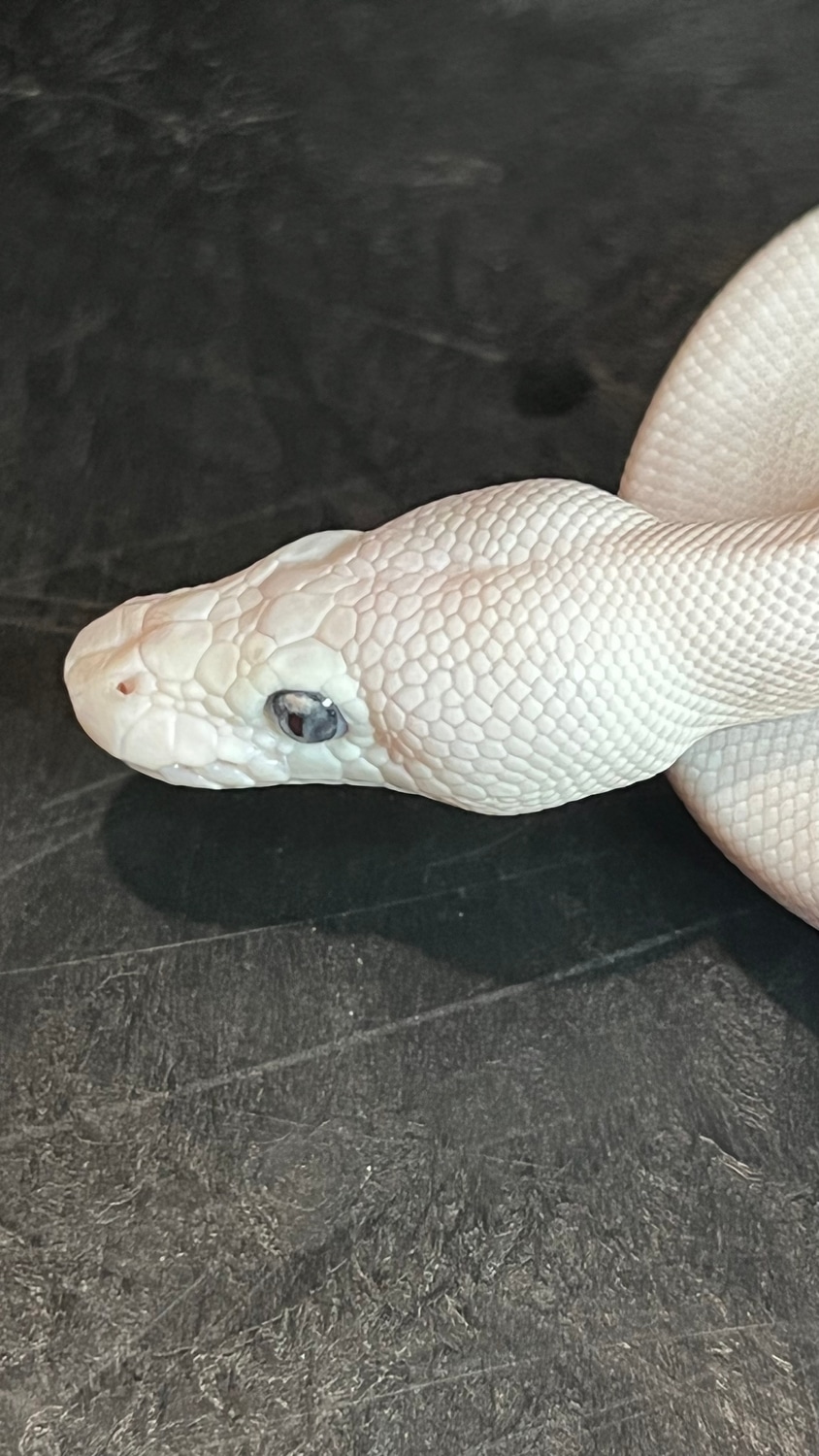 Butter Lesser Pos Ghi Pinstripe Pastel Ball Python by Afterlife ...