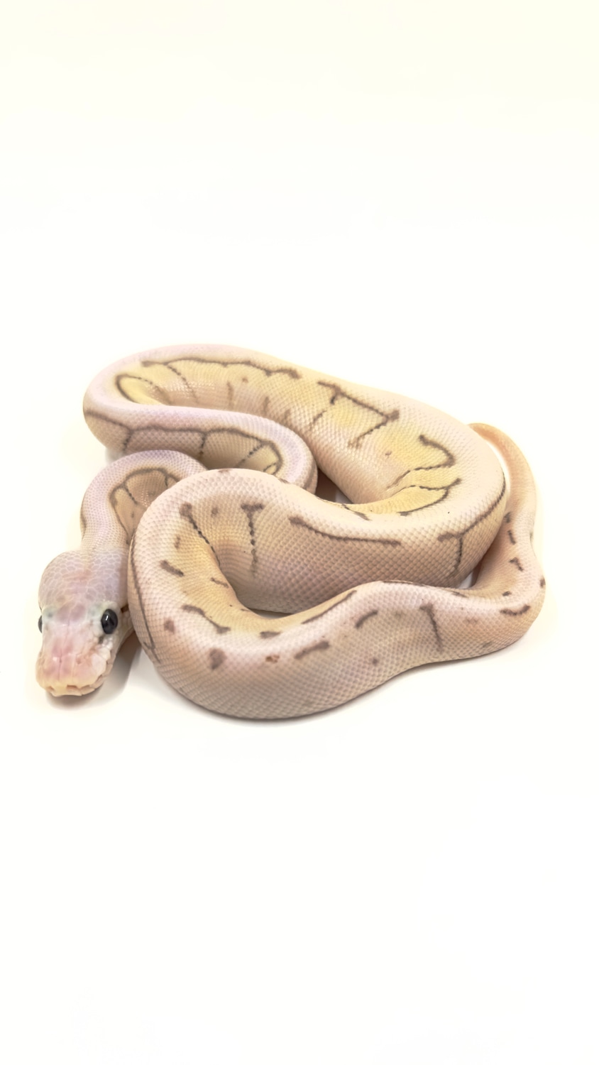Pastel Lesser Pinstripe Spider Het Clown POS Yellowbelly Lace Ball ...
