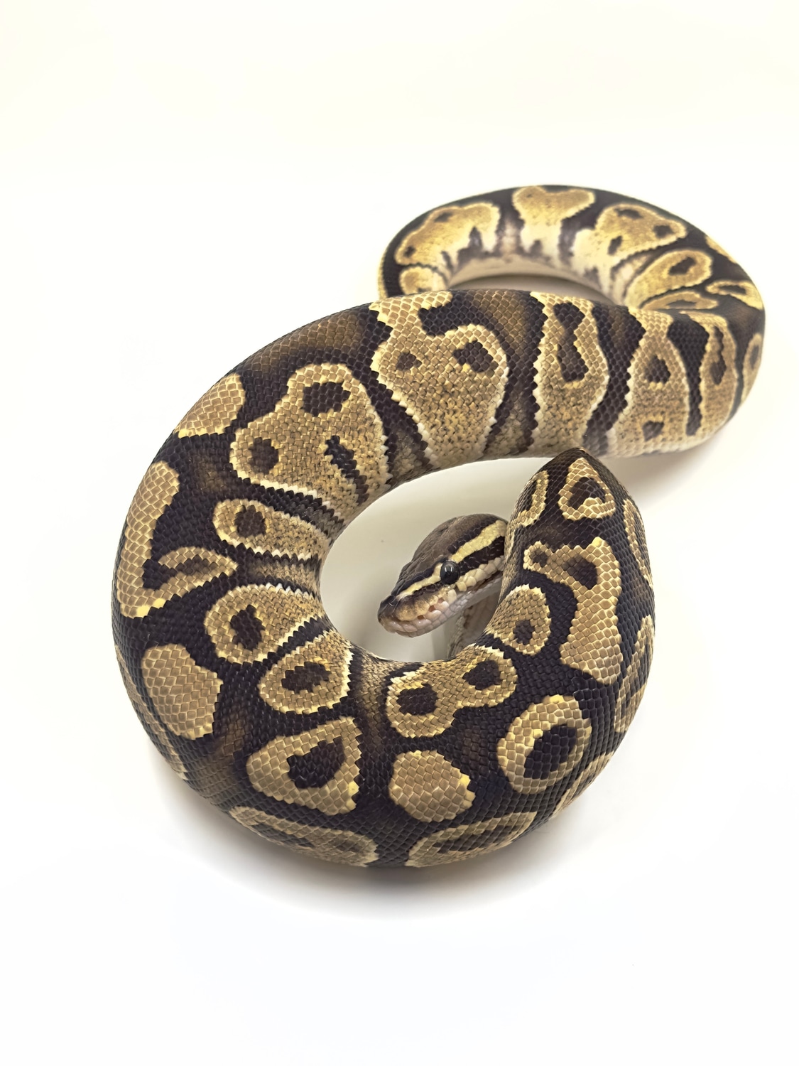 Fire Yellowbelly Het Clown Ball Python by Afterlife Reptiles - MorphMarket