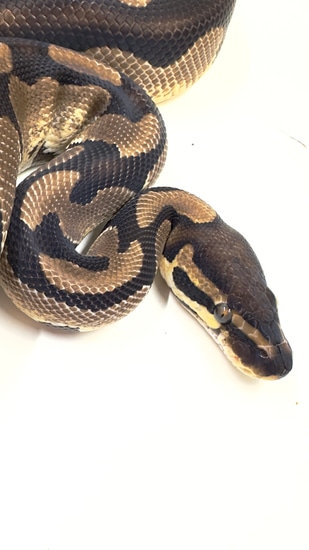 Orange Dream Ball Python by Afterlife Reptiles