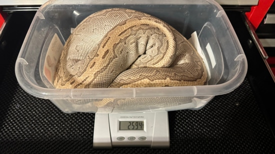 Proven Female Group Of 8 Ball Python by Afterlife Reptiles