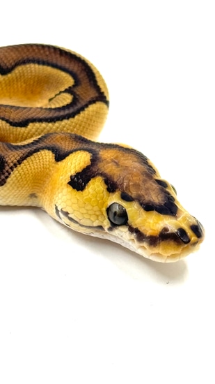 Enchi Lace Clown Ball Python by Afterlife Reptiles