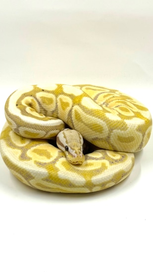Banana Red Stripe Spot Nose Pastel Het Clown Het G Stripe Pos Het Pied ...