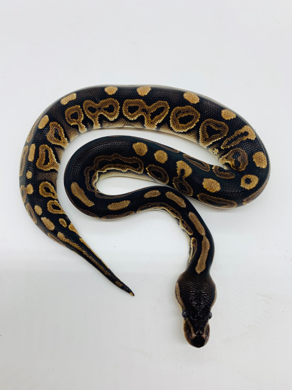 Cinnamon 66% Poss DH Albino Clown Ball Python by Geordie Genes - Morphs ...