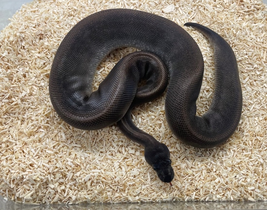 Suma Ball Python by Geordie Genes - Morphs and Mutations