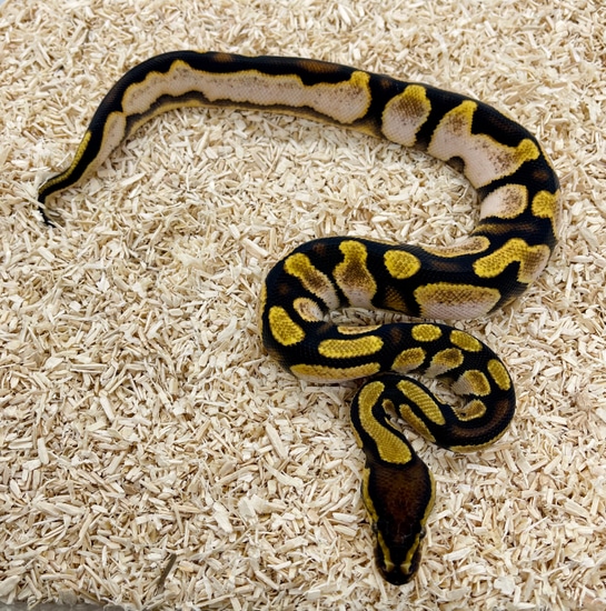 Orange Dream Sugar 100% Het Clown Male Ball Python by Geordie Genes ...