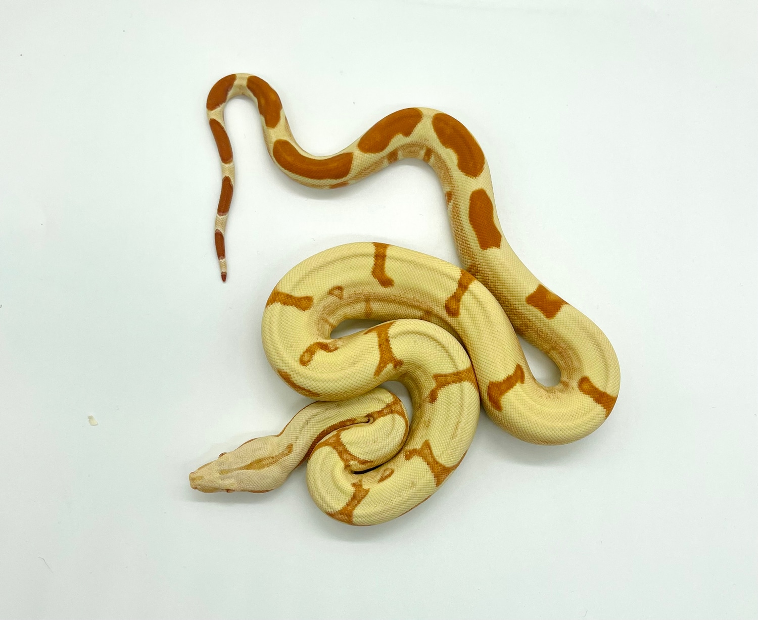 Kahl Sunglow Poss Jungle Boa Constrictor by Geordie Genes - Morphs and ...