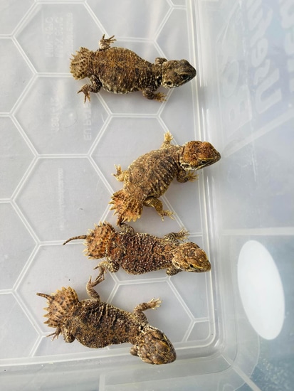 1.3 Xenagama Taylori - Dwarf Shield Tailed Agamas by Geordie Genes ...