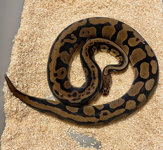 Confusion Pastel 1250g Ball Python by Geordie Genes - Morphs and Mutations