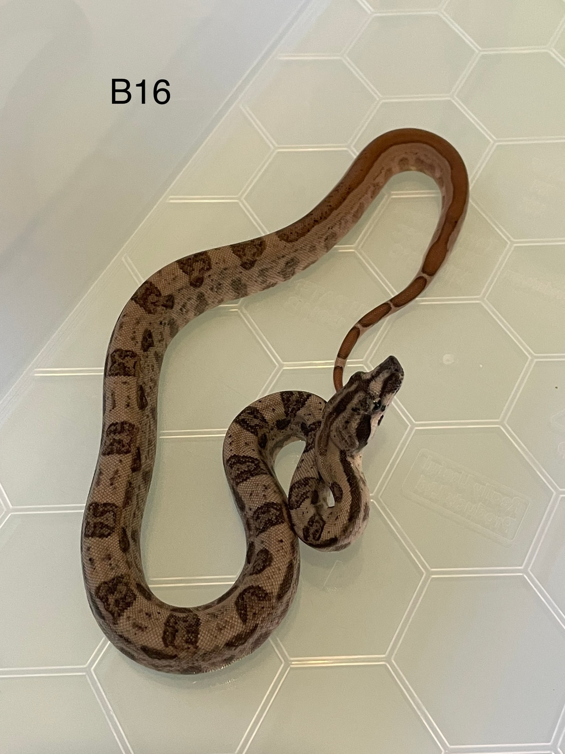 Hog Influenced Hypo Jungle Motley 50%het Blood Boa Constrictor by ...