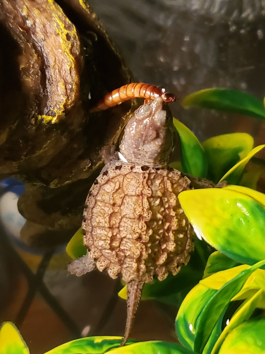 SALE $225 SHIPPED!!! Platinum Poss Hypo Florida Snapping Turtle by ...