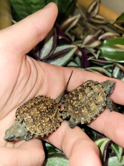SALE!!! Holdback Platinum Poss Hypo Florida Snapping Turtle by Devonian ...