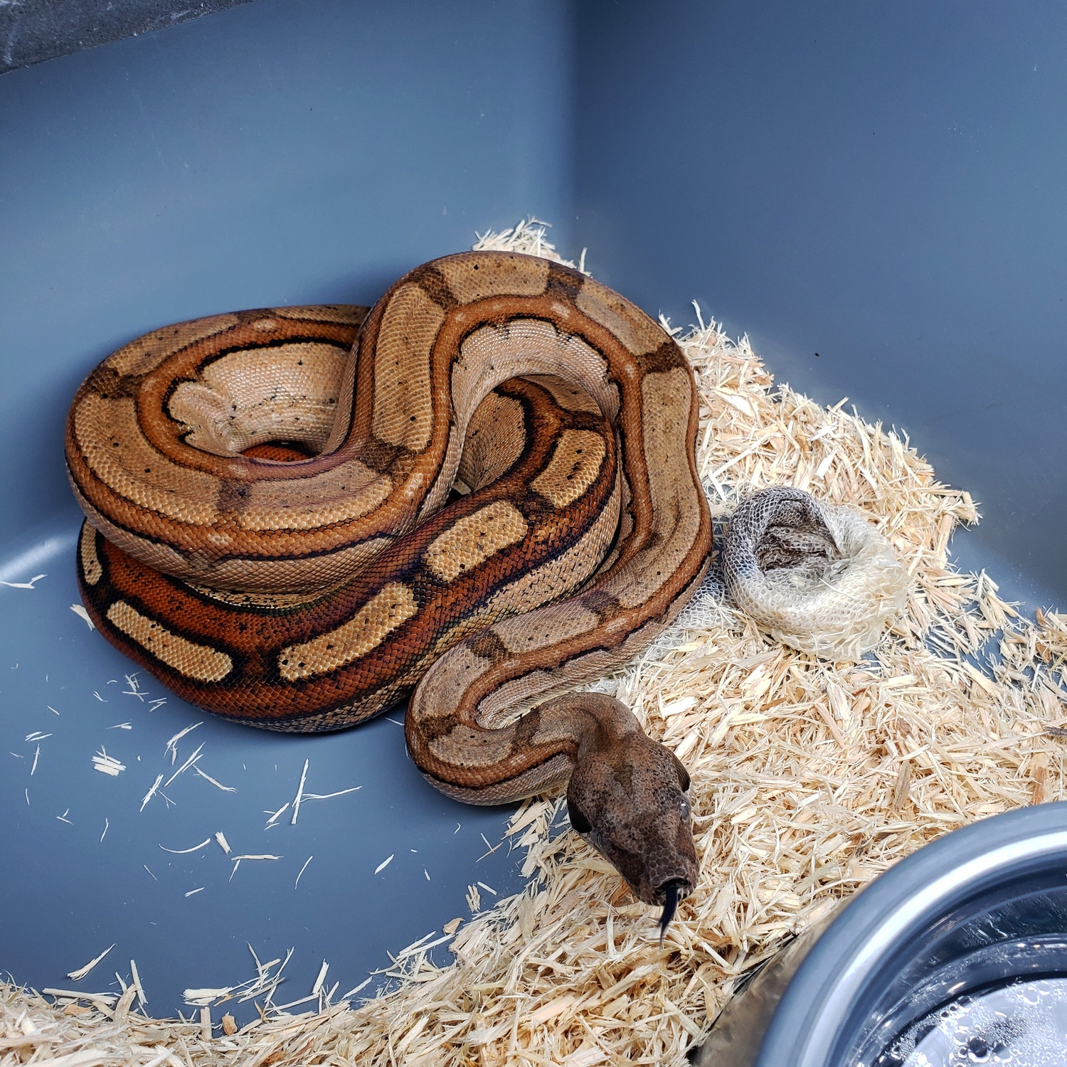 Lipstick Keltic Keywest 66% Het Kahl Boa Constrictor by Devonian ...