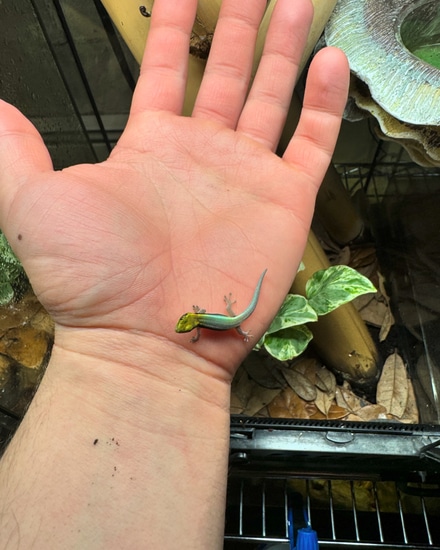 Neon Yellow Headed Day Gecko by Devonian Reptiles