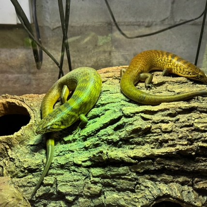 Devonian Reptiles - MorphMarket