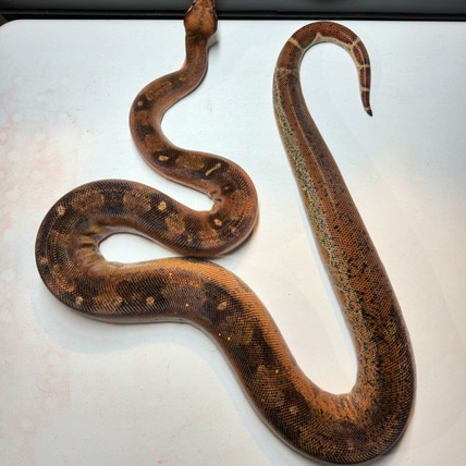 Devonian Reptiles - MorphMarket