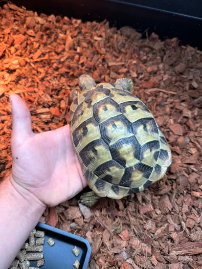High Contrast Macedonian Hermann's Tortoise by Devonian Reptiles