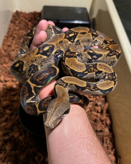 2.1 RARE Pure Liberian Costa Rican Boa Constrictor by Devonian Reptiles