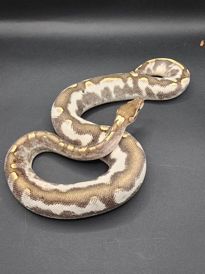 Bamboo Sugar Ghi Ball Python by Higbee's Beautiful Balls