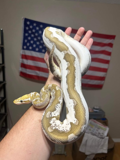 Bamboo Sugar Pastel Ball Python by Higbee's Beautiful Balls