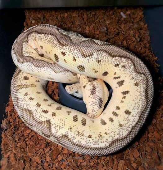 Firefly Leopard Clown Ball Python by GTAballs