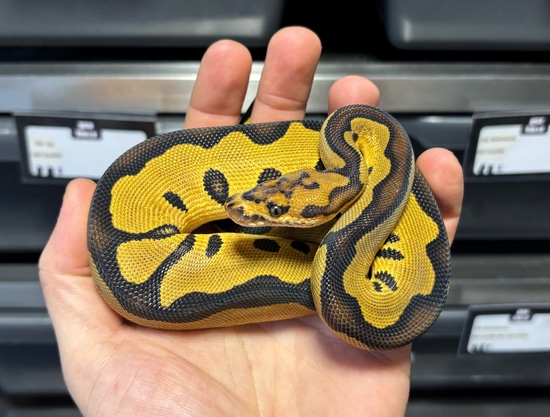Chocolate Leopard Clown Pos Het Hypo Ball Python by GTAballs