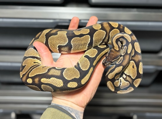 Classic Het Sunset Ball Python by GTAballs