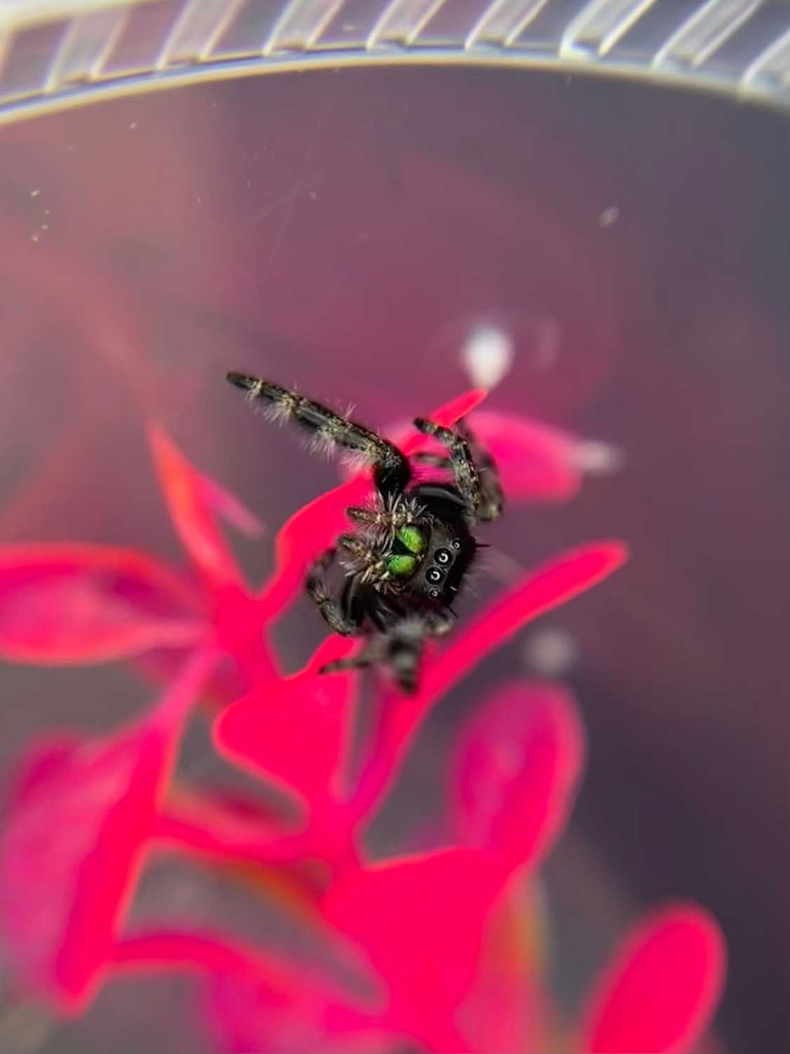 Male Sub-adult Phidippus Audax “bold” True Spider by Georgia Jumper ...