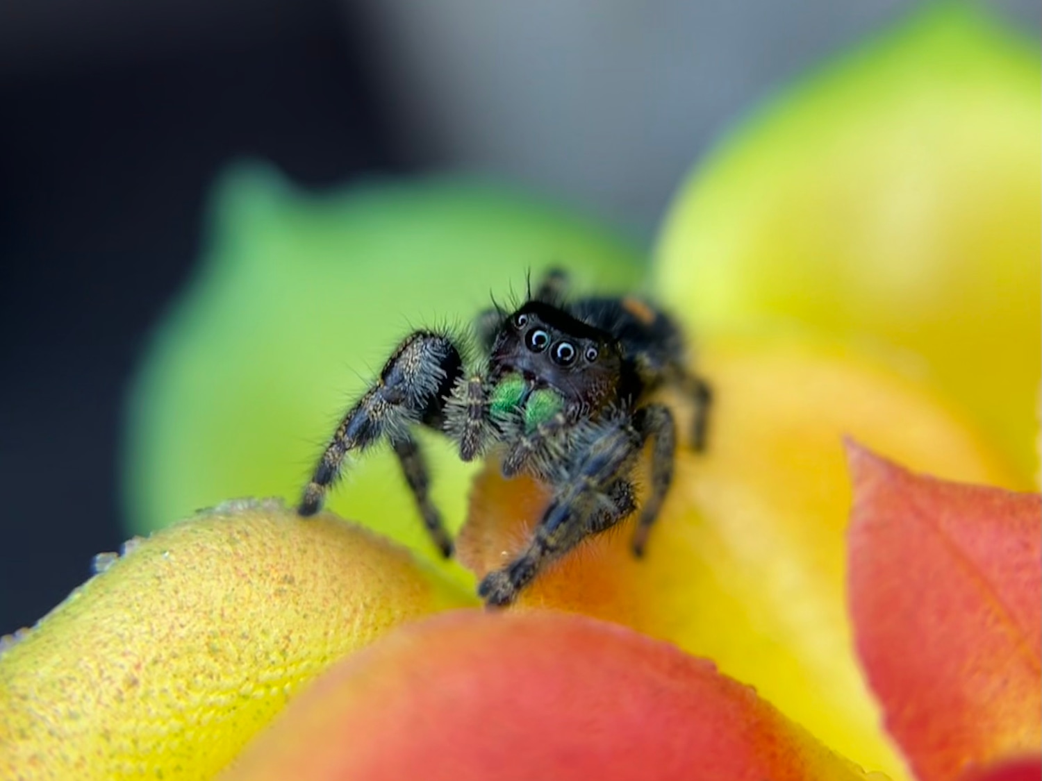 Phidippus Audax “bold” Jumping Spider True Spider by Georgia Jumper ...