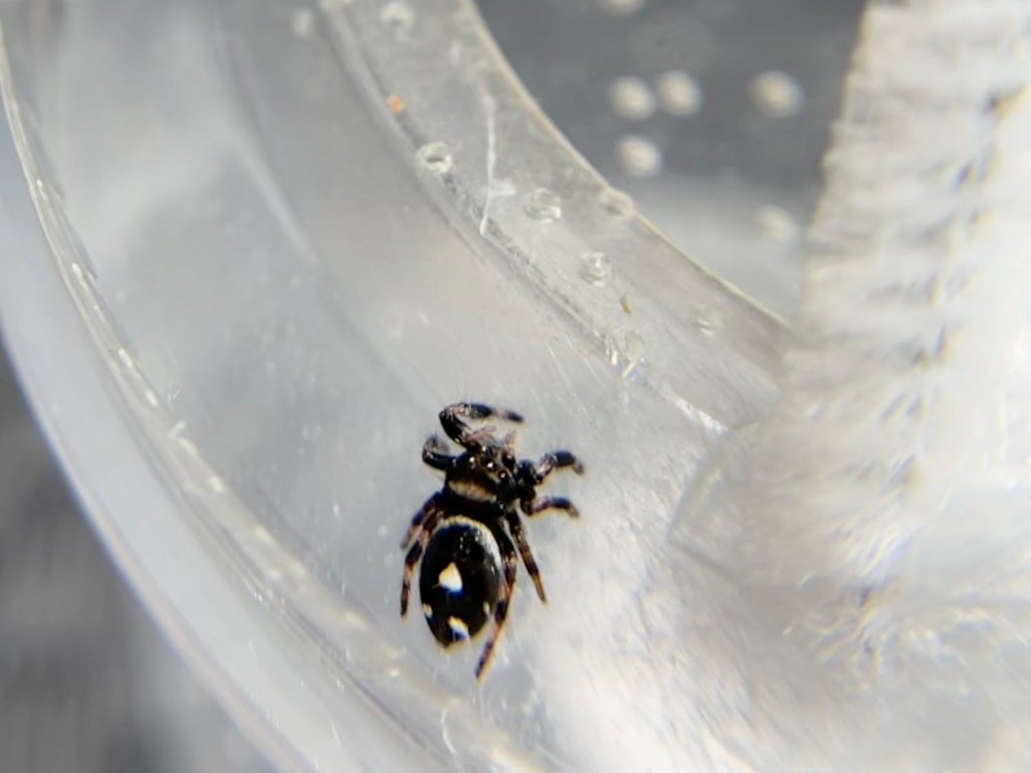 Unsexed Juvenile Phidippus Regius “Regal” Jumping Spider $35 True ...